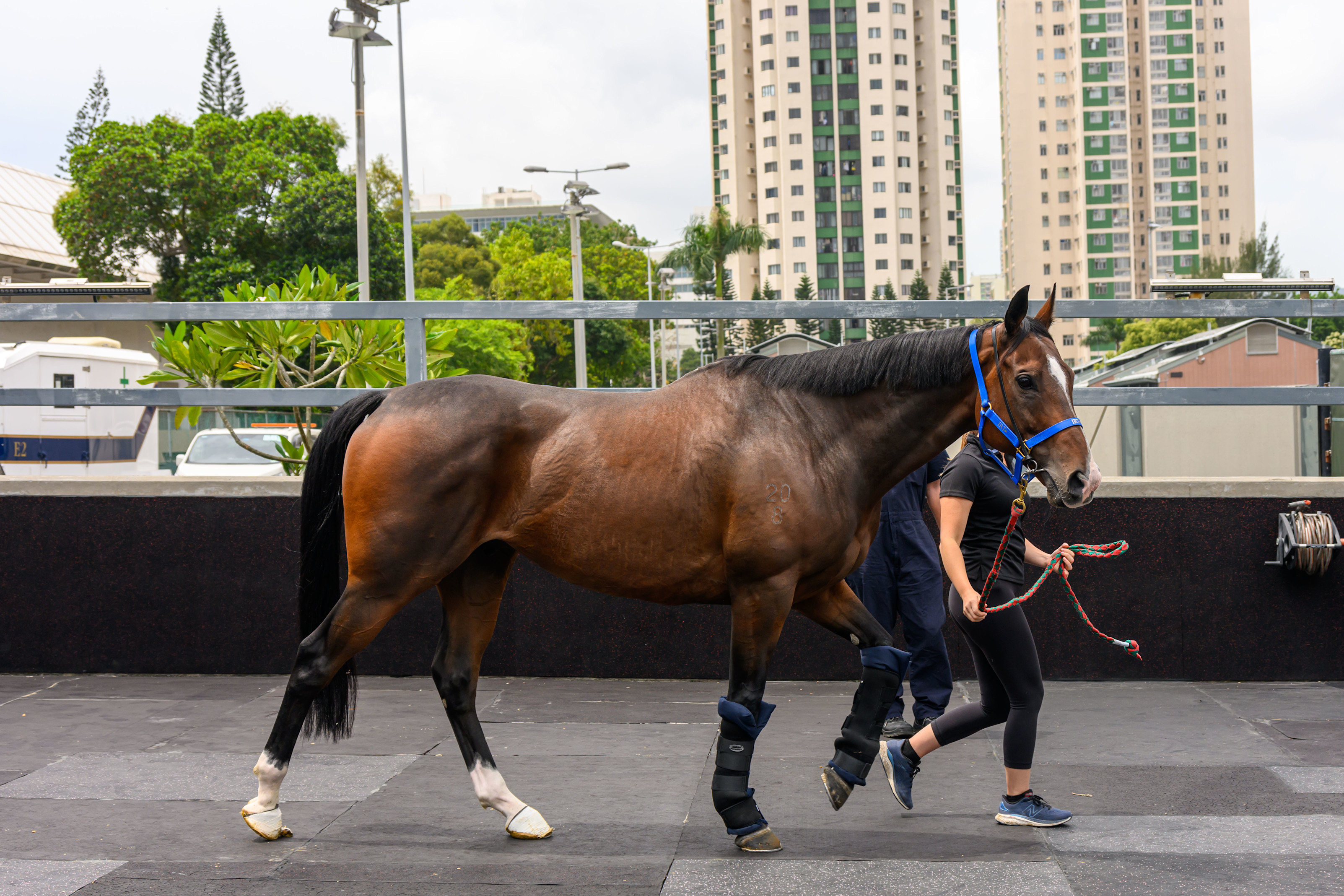 Michael Guerin: El Vencedor back on track for QEII Cup