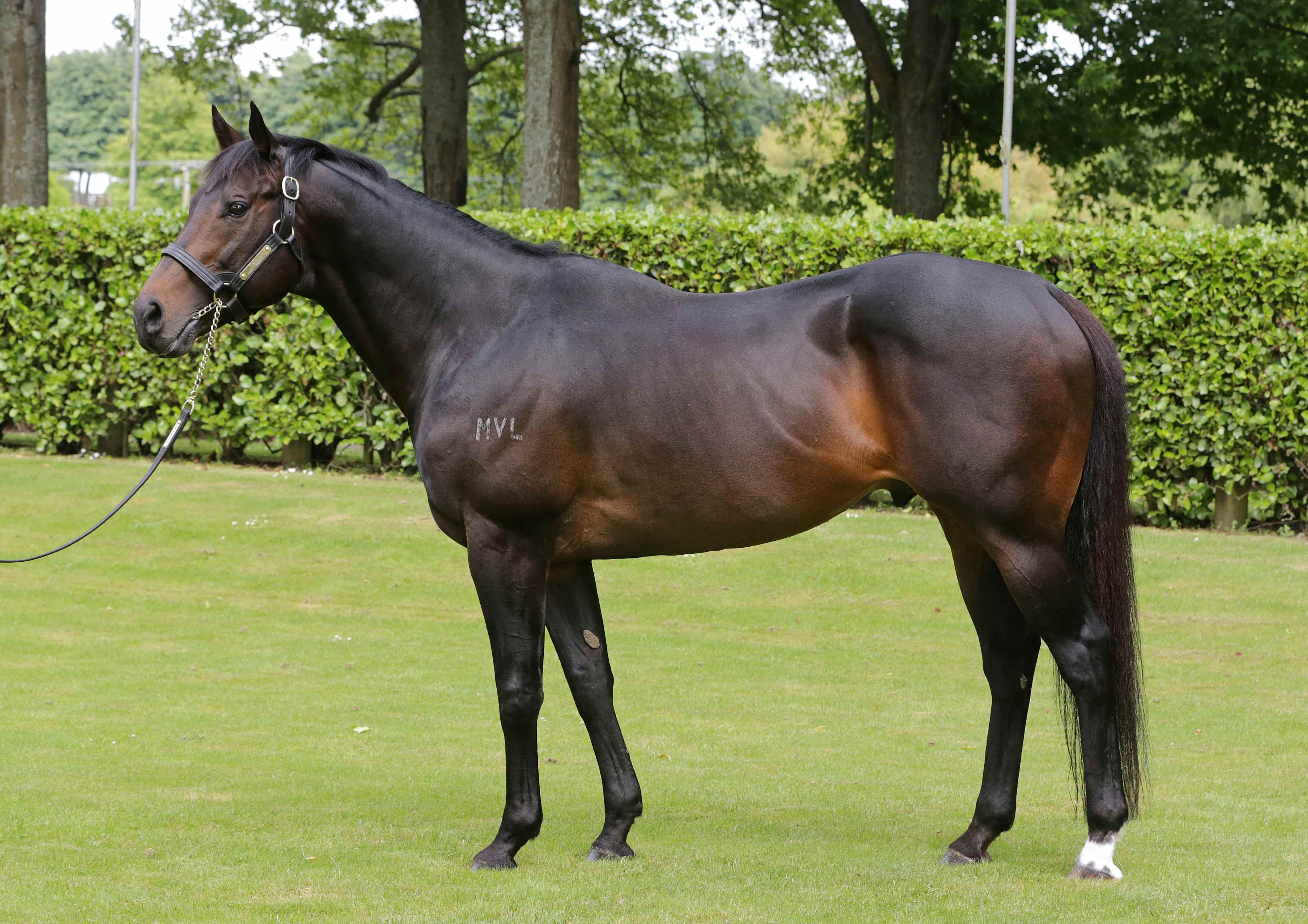 Rich Hill Stud trims fees for star sires