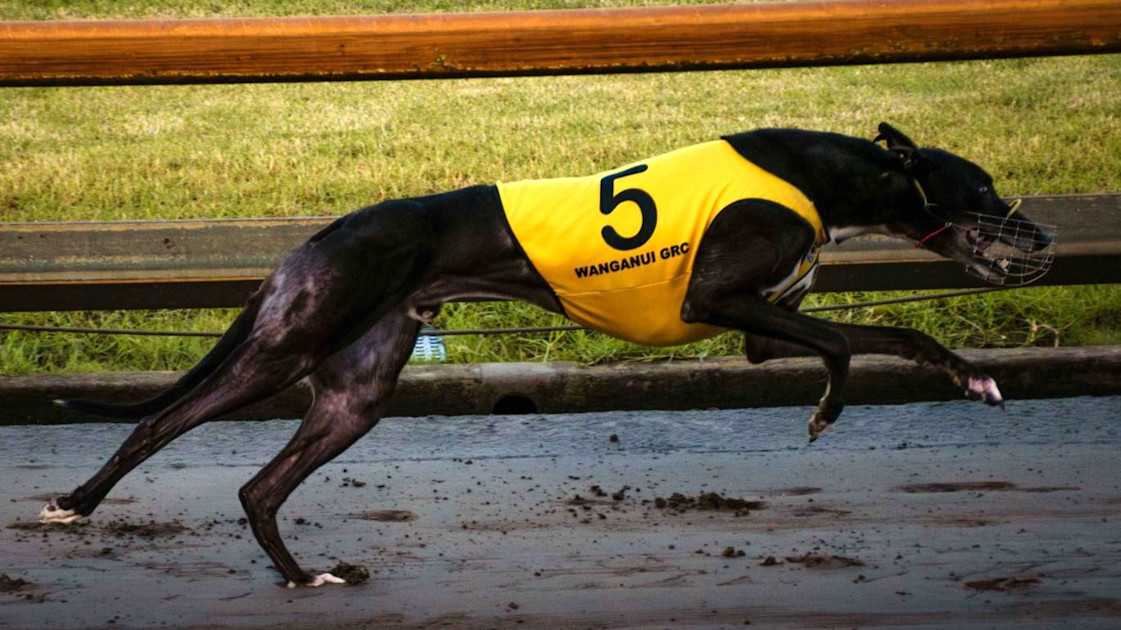 Canterbury greyhounds dominate the River City