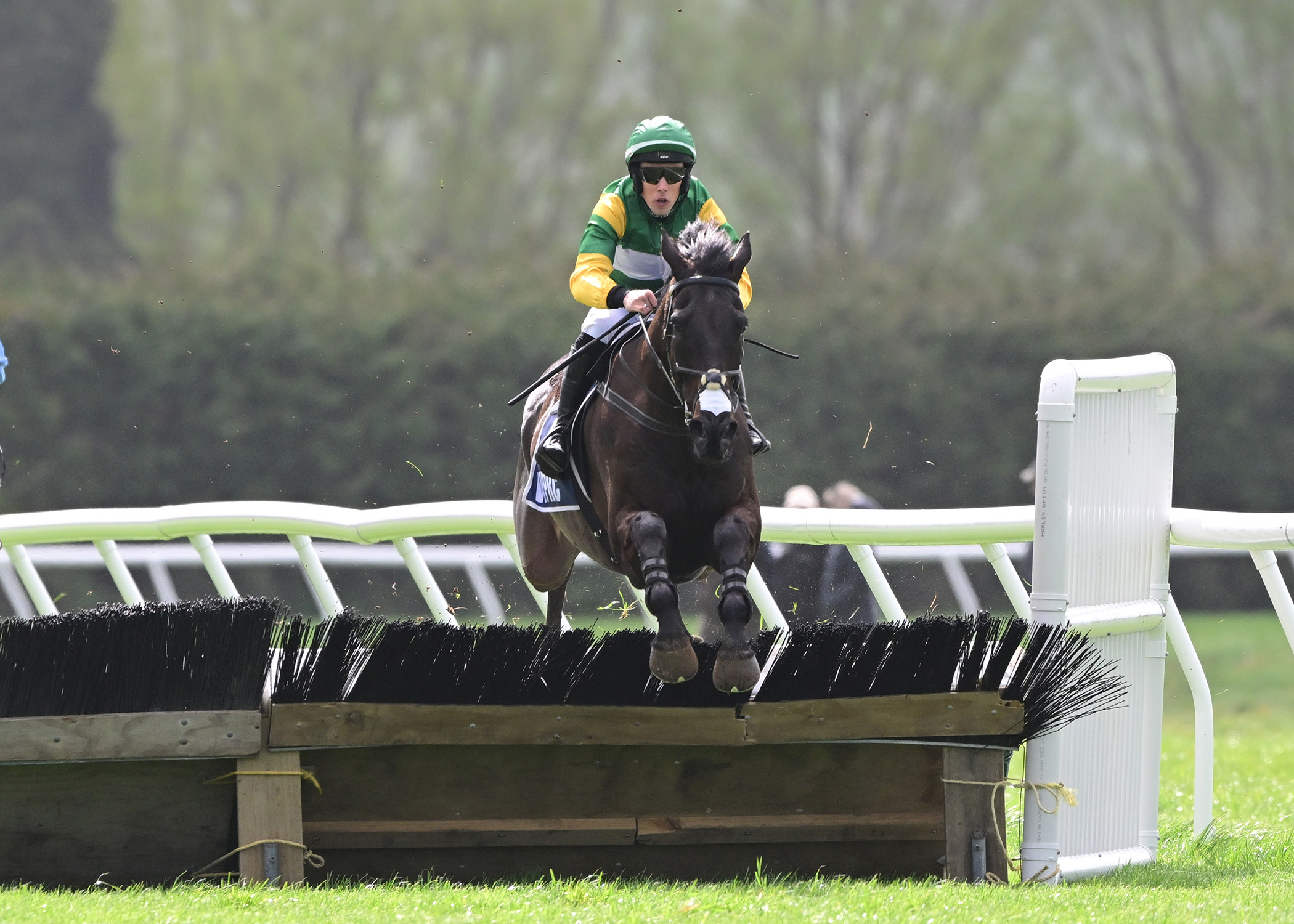 Great New Zealand focus for Billy Boy