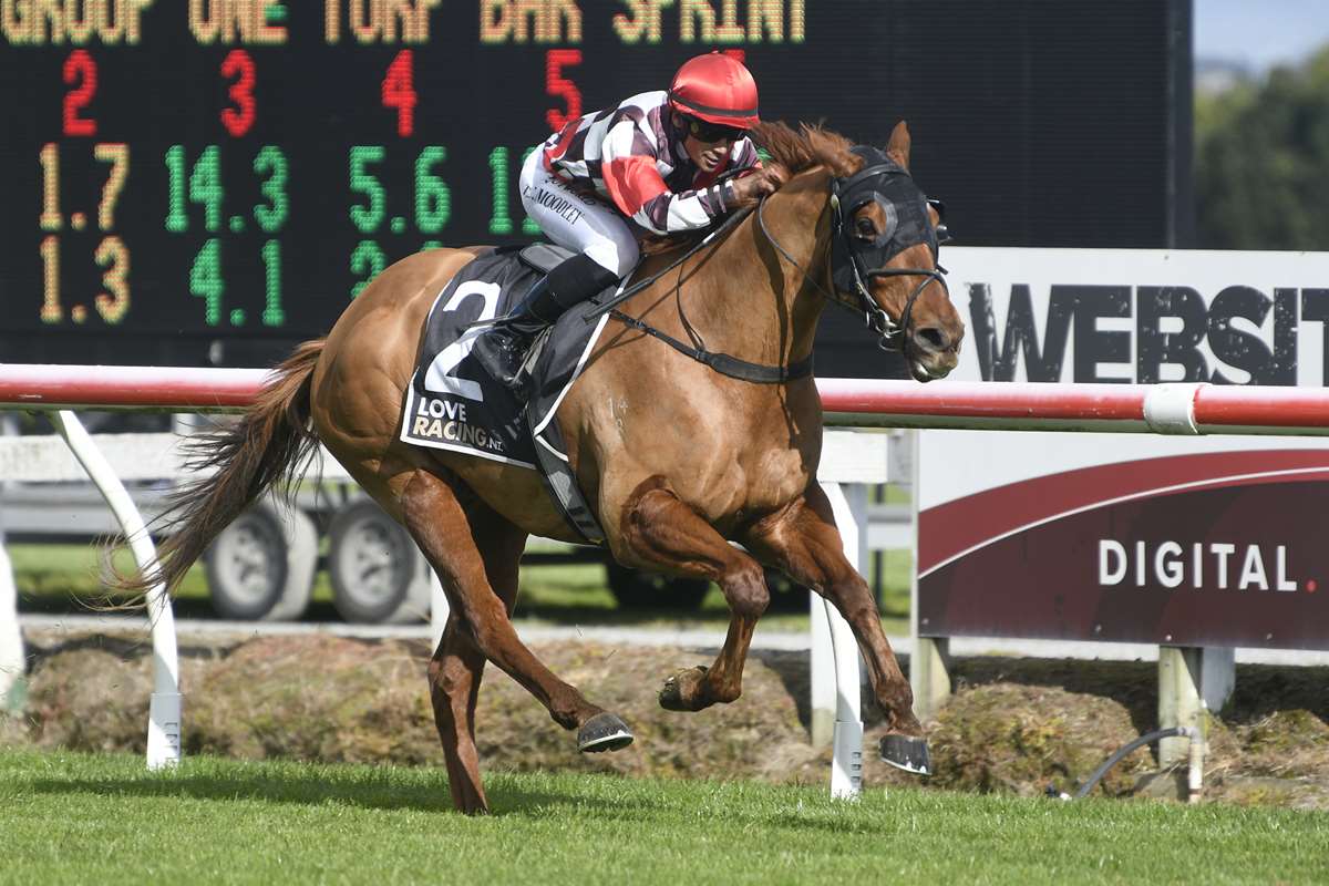 Quality sprinter ready to rock at Te Rapa
