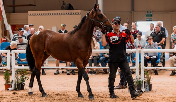 TAB Racing Club prepares for debut runner