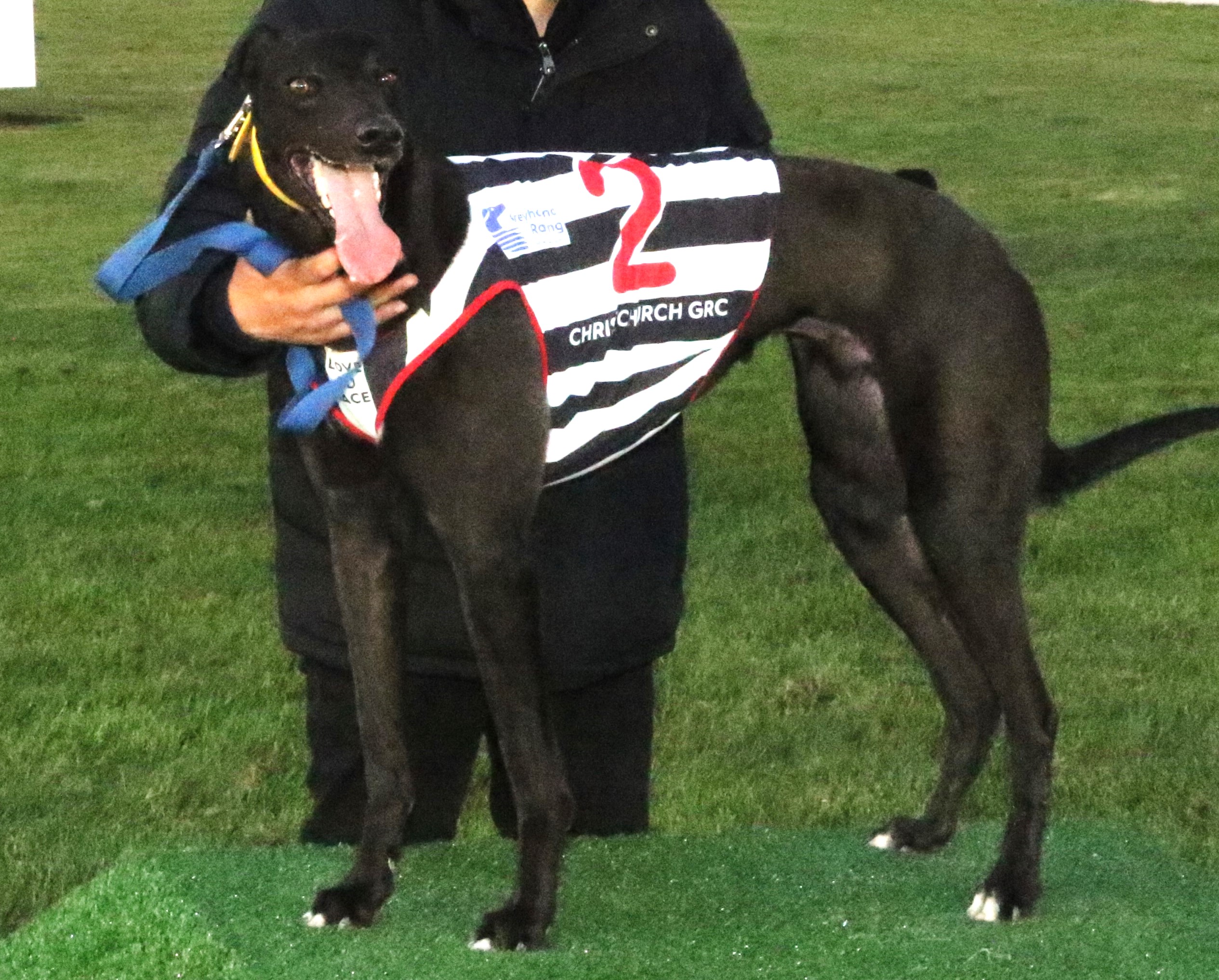 Jerry Cola fizzes to victory: The best of the Greyhounds