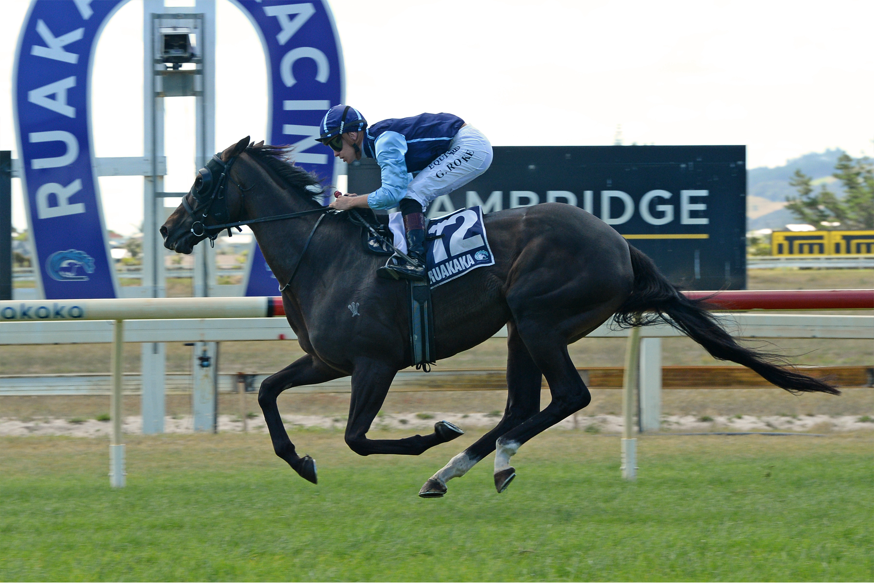 Pure Delight with Northland Cup win