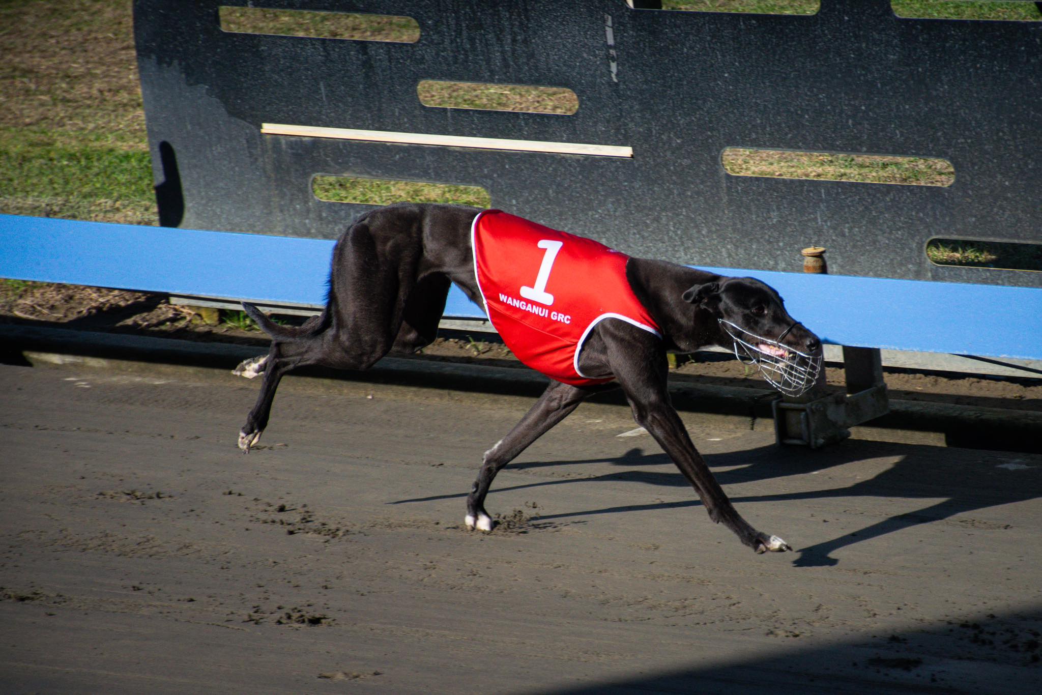 Straight Up picks - Greyhounds with Roso