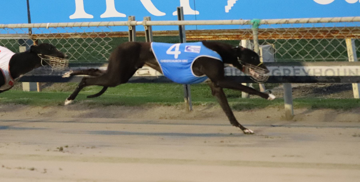 Can Dave Fahey secure his 12th NZ Cup training victory?