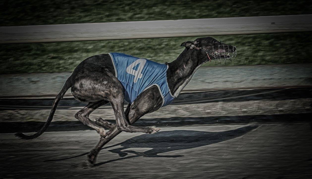 At Addington Andy picks his pups