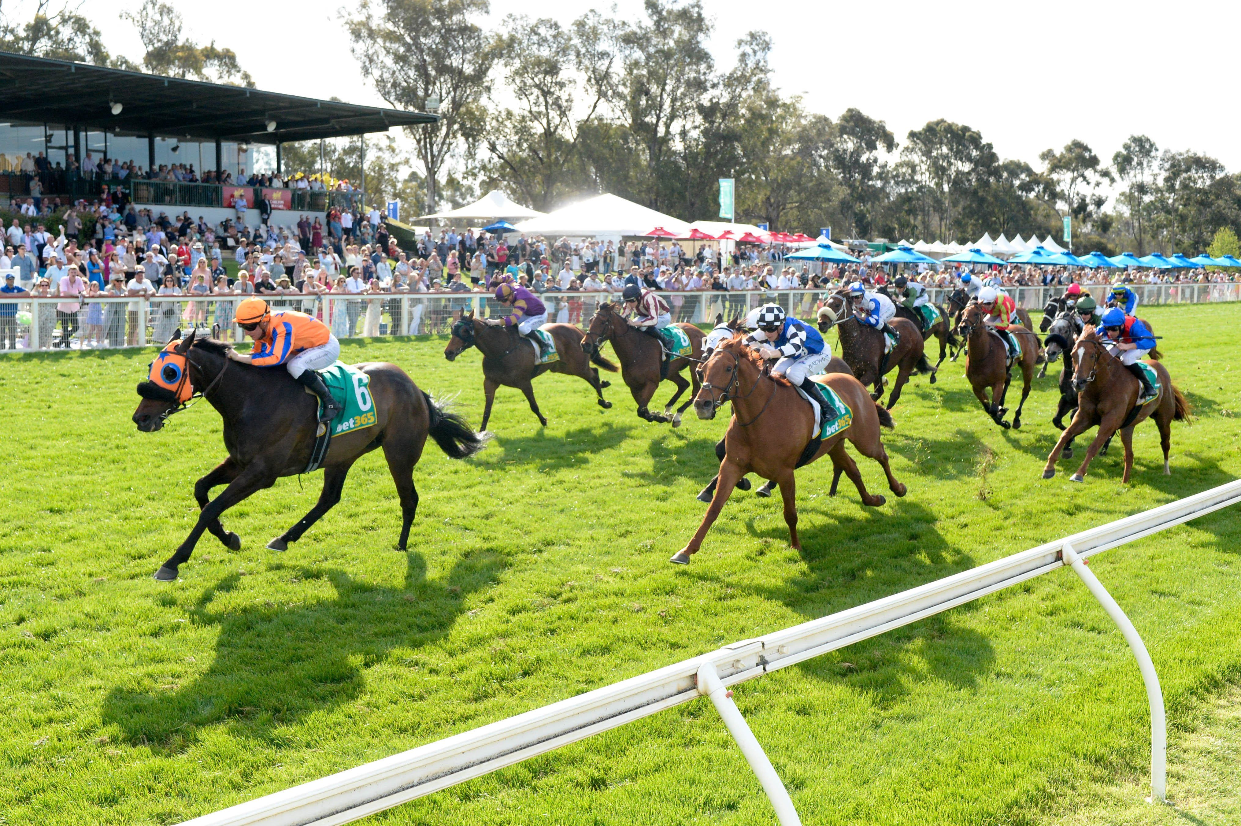 Midnight Blue strikes for Te Akau in Seymour Cup