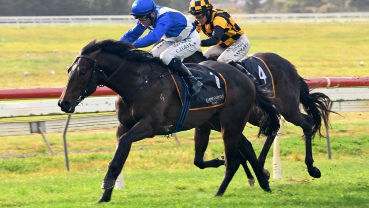 Stable quinella in Ruakaka feature