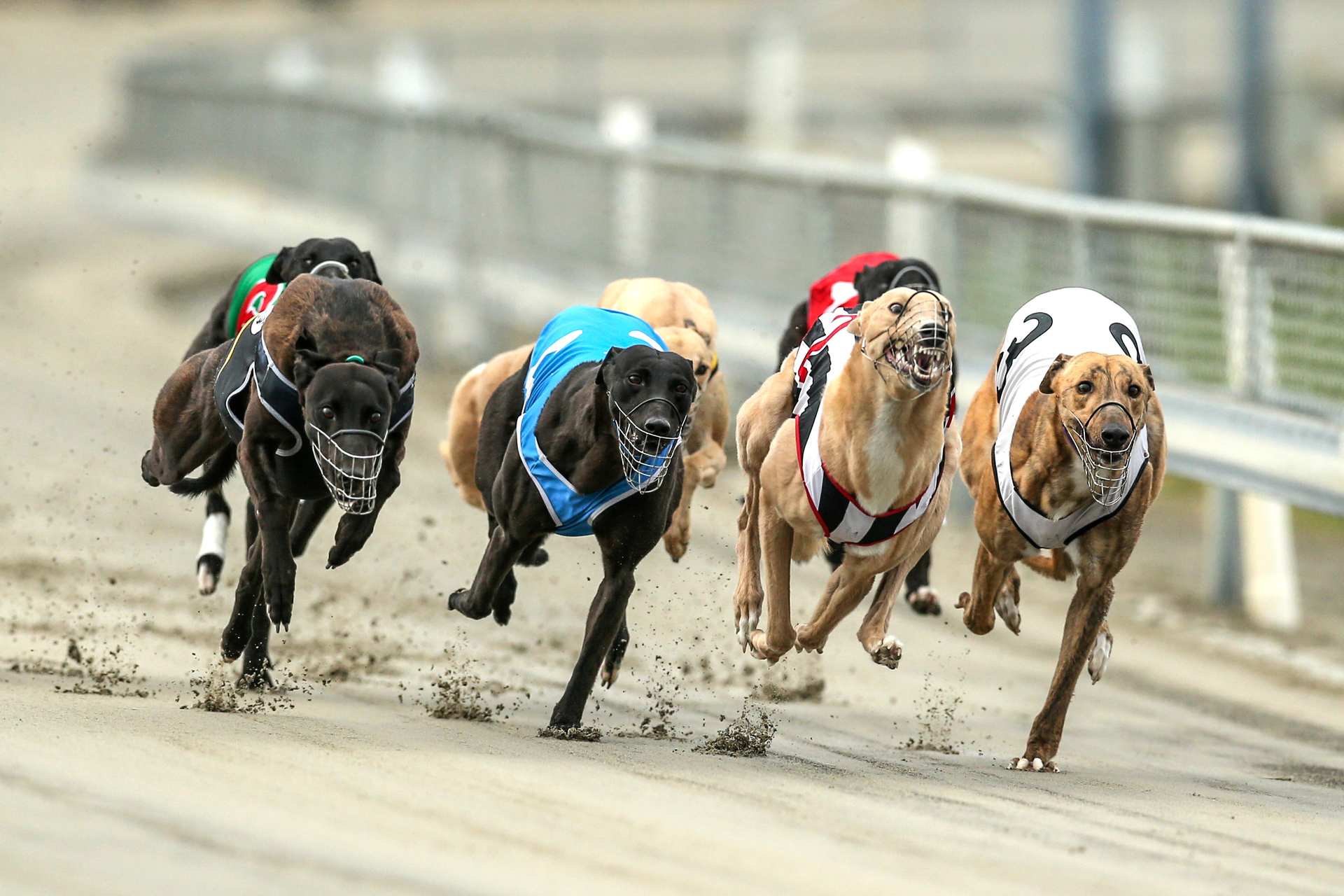 Roso Unleashed: His picks of the litter at Hatrick