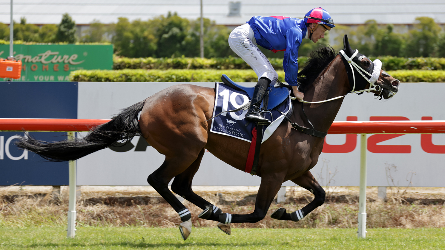 El Vencedor coming into his own for a big Ellerslie summer