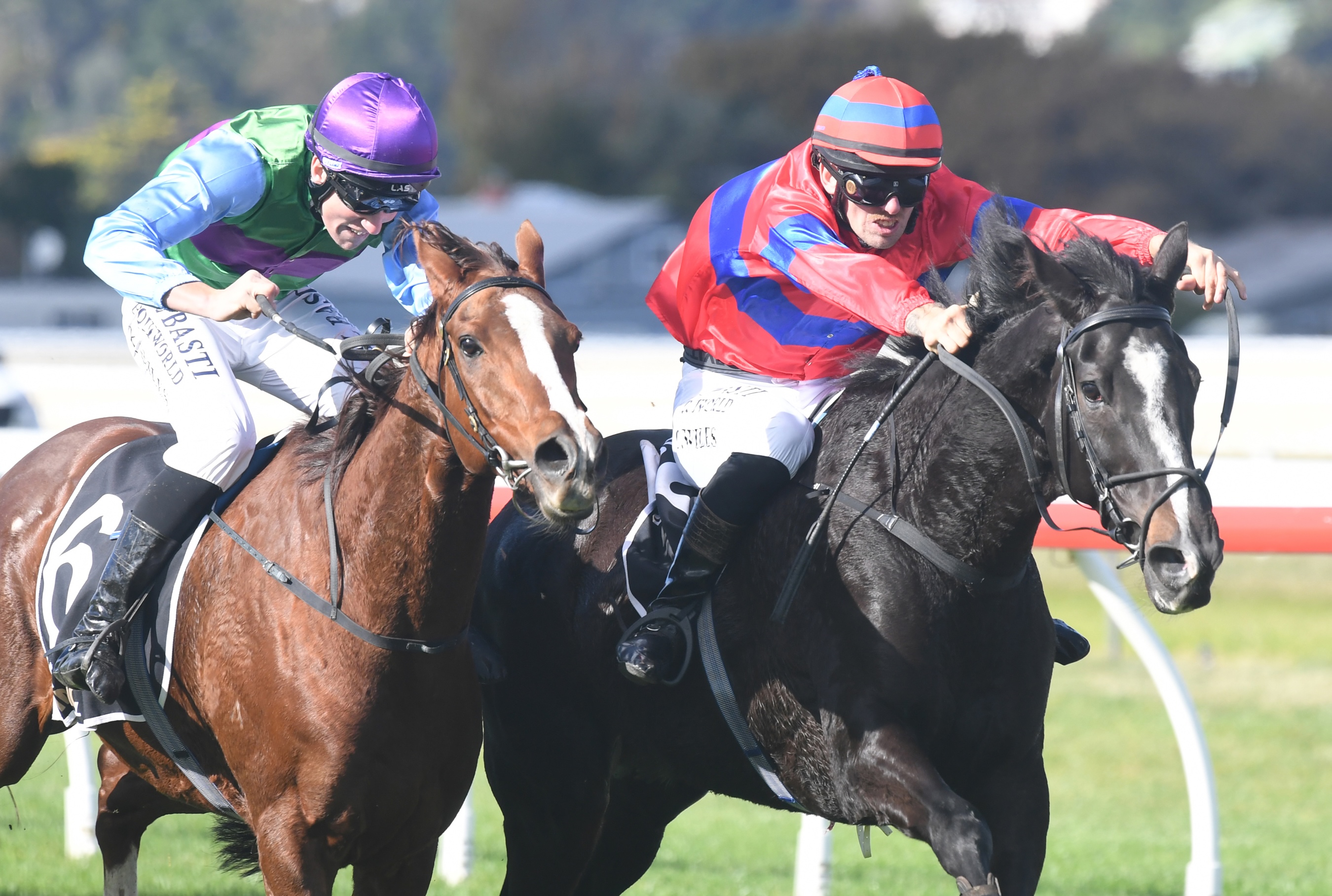 Bishara’s Flash hurdler fires at Wanganui