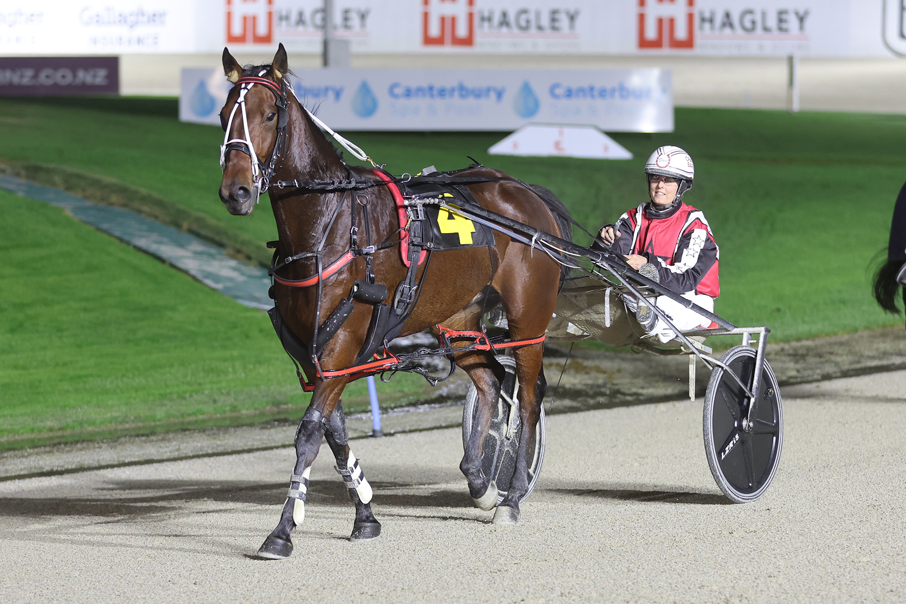 Rakero Maximus to bounce back in Ashburton feature