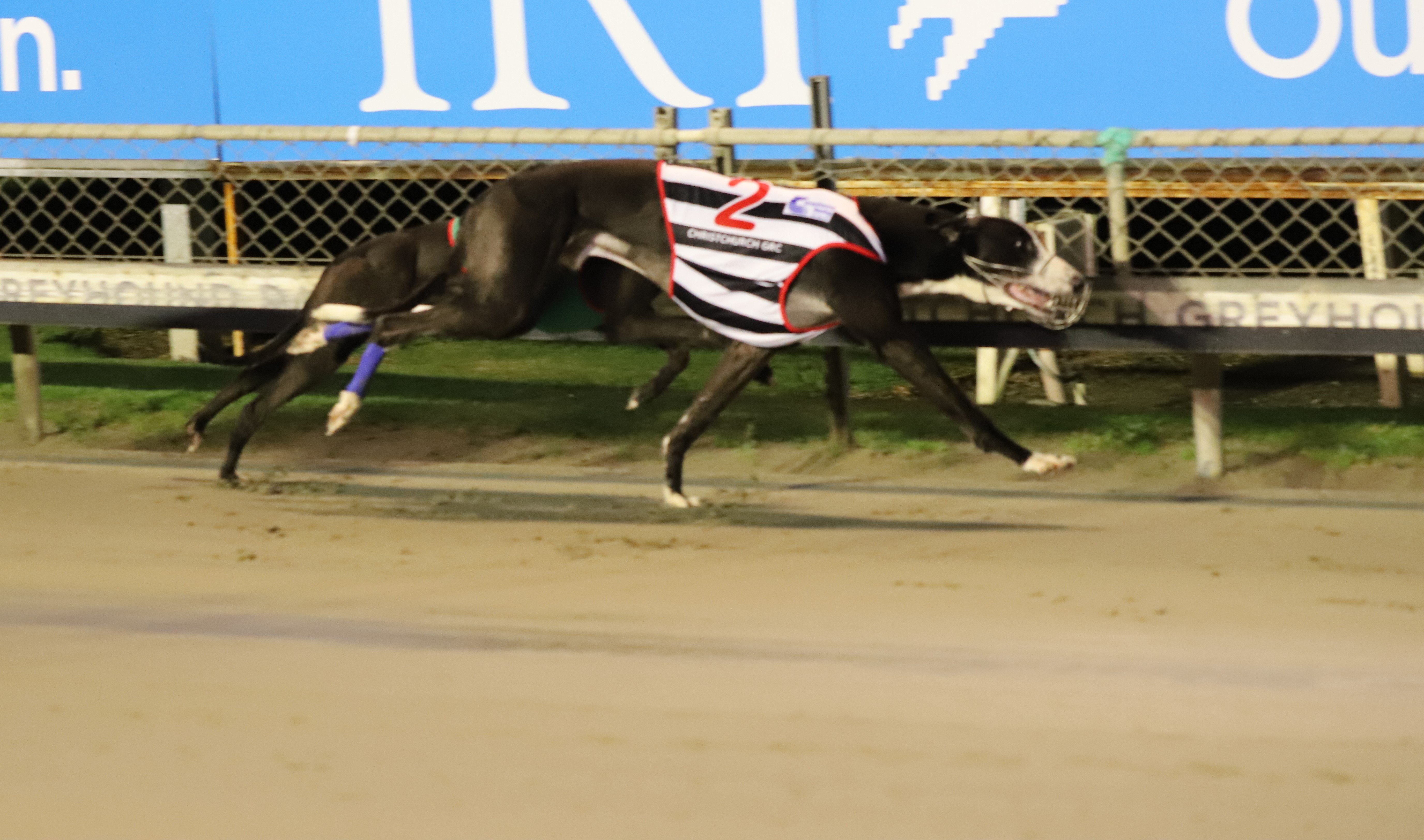 Great Greyhound Group racing highlight the weekend