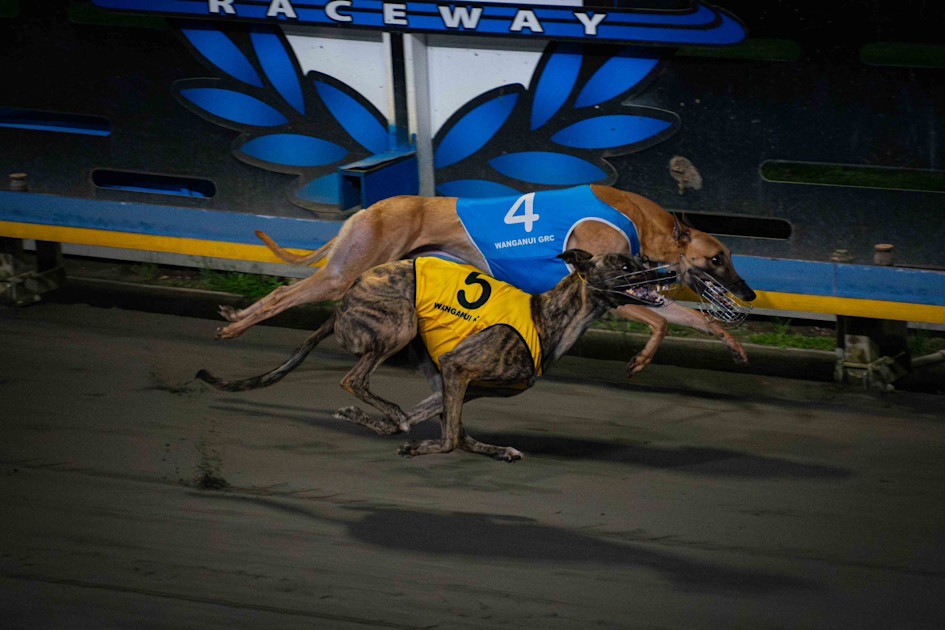 Picking Palmy North Puppies - Roso's Tuesday Specials