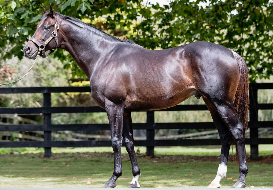 Highview Stud announce 2025 service fees