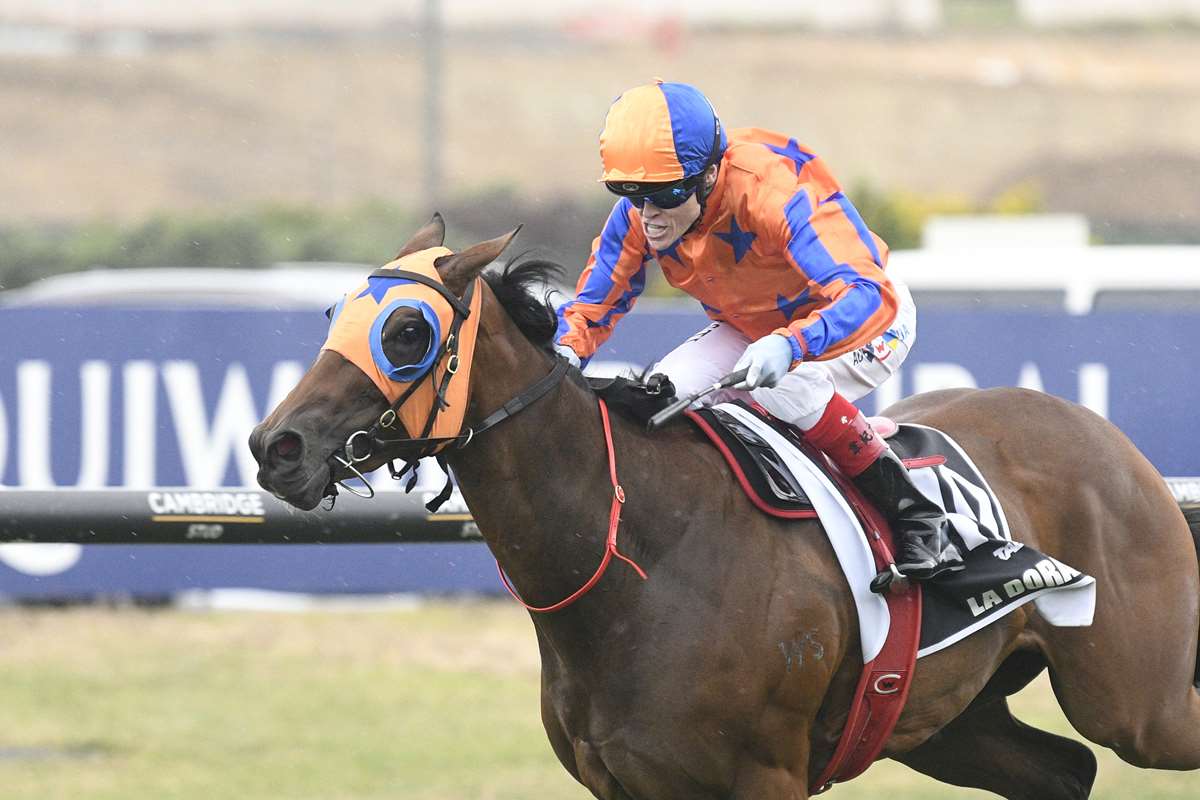 Super Seth steps into New Zealand’s elite stallion ranks