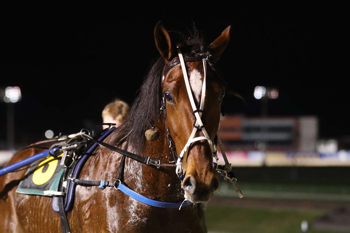 Harness Hub with Matt Cross: Spring time in the Garden City