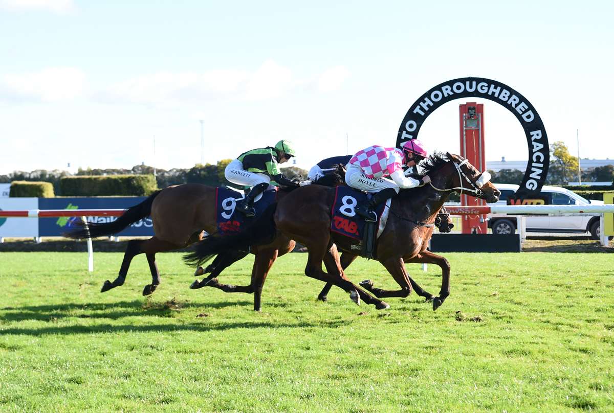 Gigi too sharp in Te Rapa contest