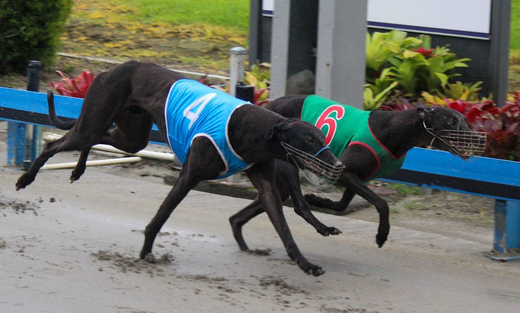 Stunning Silver Collar heats