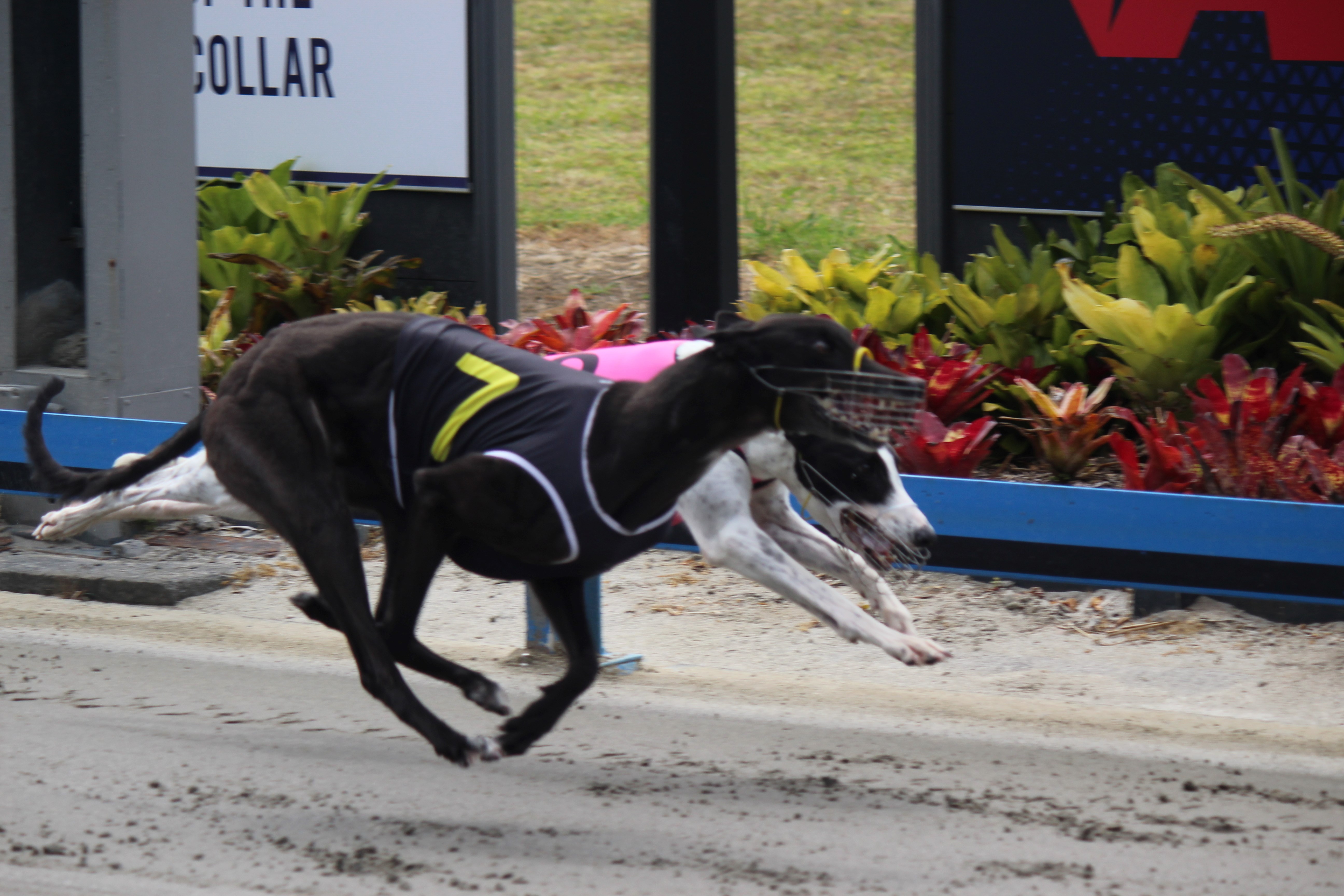 Who was hottest in the Auckland Cup Heats