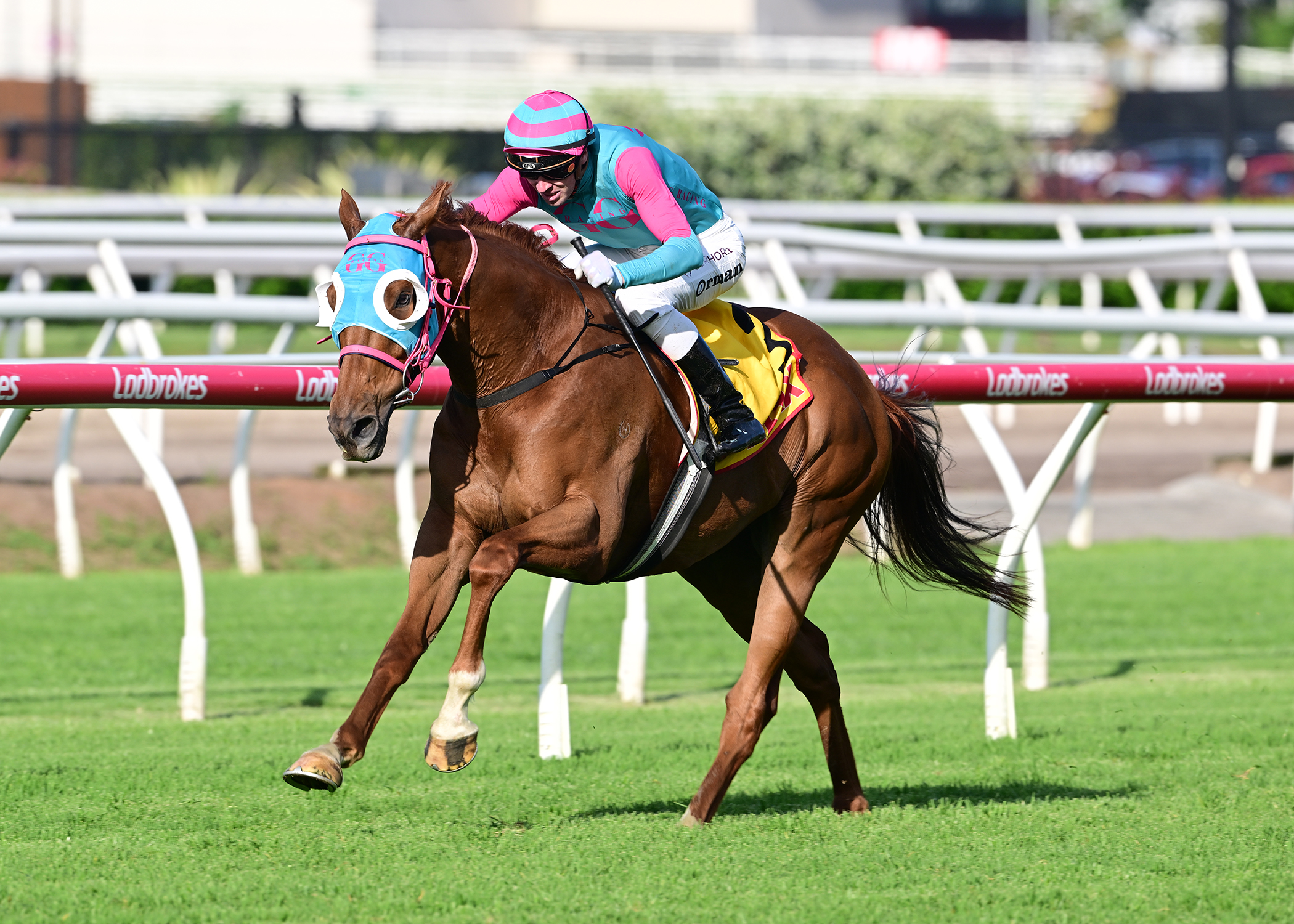 Hallmark-bred galloper strikes Australian stakes success