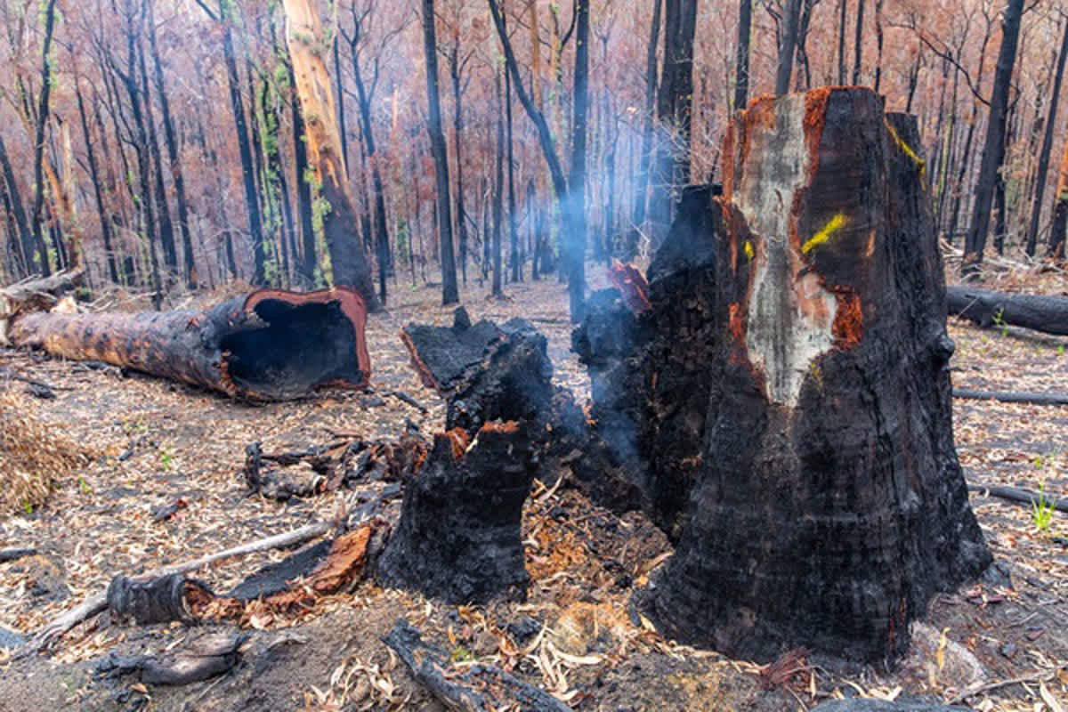 Funding Awarded To The Region For Bushfire Community Recovery And ...