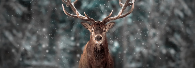 Wildlife Stock Photos, Royalty-Free Images and Vectors - Shutterstock