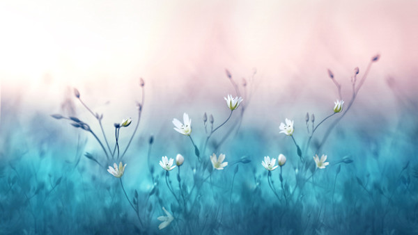 Flower Images, Pictures, Photos - Flower Photographs | Shutterstock