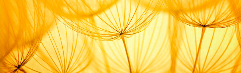 Hello Yellow Stock Photos, Royalty-Free Images and Vectors - Shutterstock