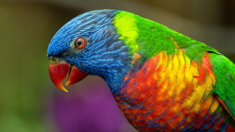 Birds Images, Pictures, Photos - Birds Photographs | Shutterstock