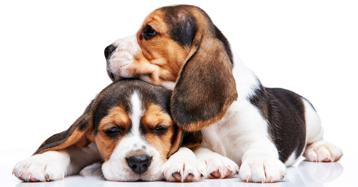 Scarica immagini e foto stock gratuite di cani - Shutterstock