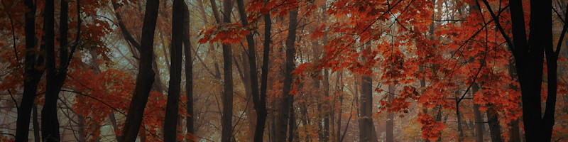 Moody Autumn Stock Photos, Royalty-Free Images and Vectors - Shutterstock