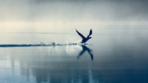 Birds Images et photos – Birds Photographies | Shutterstock