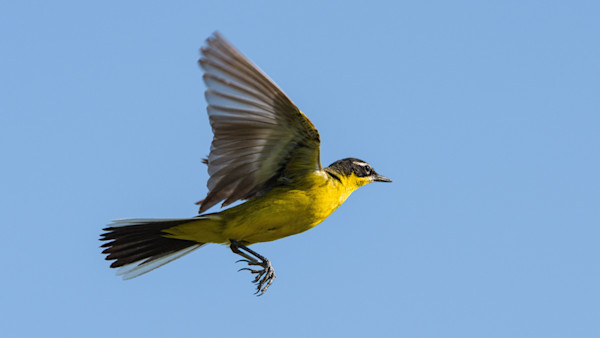Birds Images, Pictures, Photos - Birds Photographs | Shutterstock