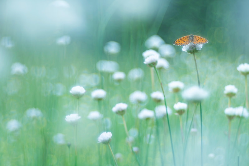 Blossoming Spring Stock Photos, Royalty-Free Images and Vectors - Shutterstock