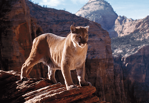 Shutterstock Editorial Editorial | The LIFE Picture Collection