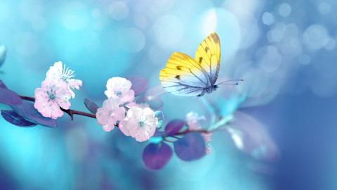 Stunning Spring Images, Pictures, Photos - Shutterstock