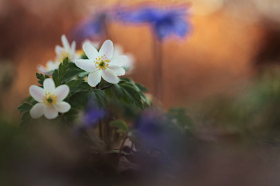 Download free spring stock images - Shutterstock