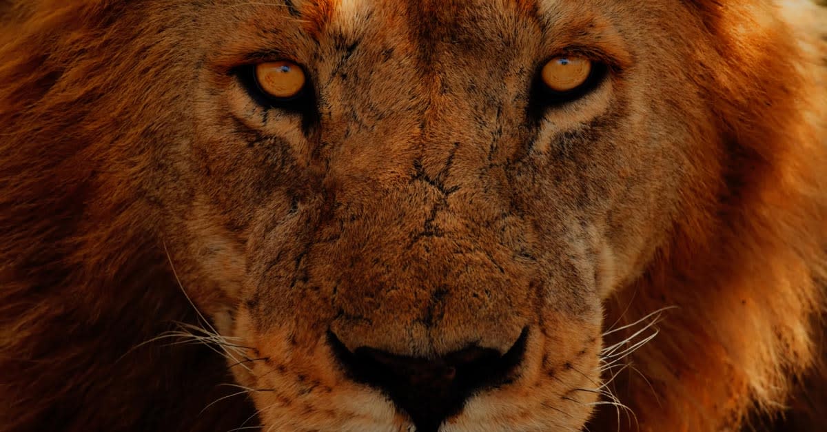 Download 1000s of Royalty-free Animal Stock Videos - Shutterstock