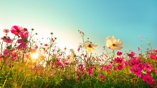 Flower Images, Pictures, Photos - Flower Photographs | Shutterstock