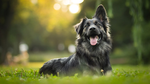 Discover Dog Images, Pictures, Photos - Shutterstock