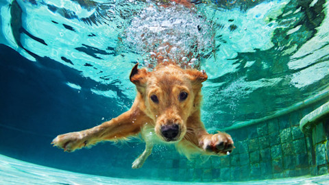 Discover Dog Images, Pictures, Photos - Shutterstock