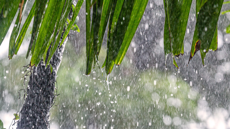 Rain Images, Pictures, Photos - Rain Photographs | Shutterstock