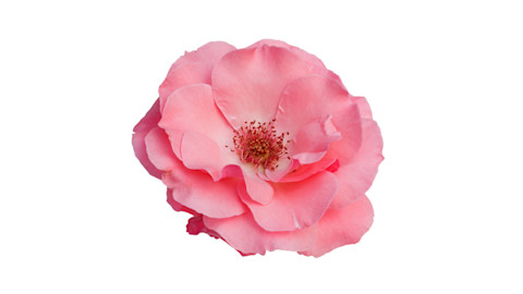 Objects Isolated Aufnahmen, Bilder, Fotos – Objects Isolated ...