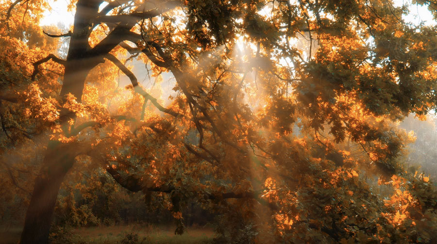 Royalty Free Image Collections and Categories | Shutterstock