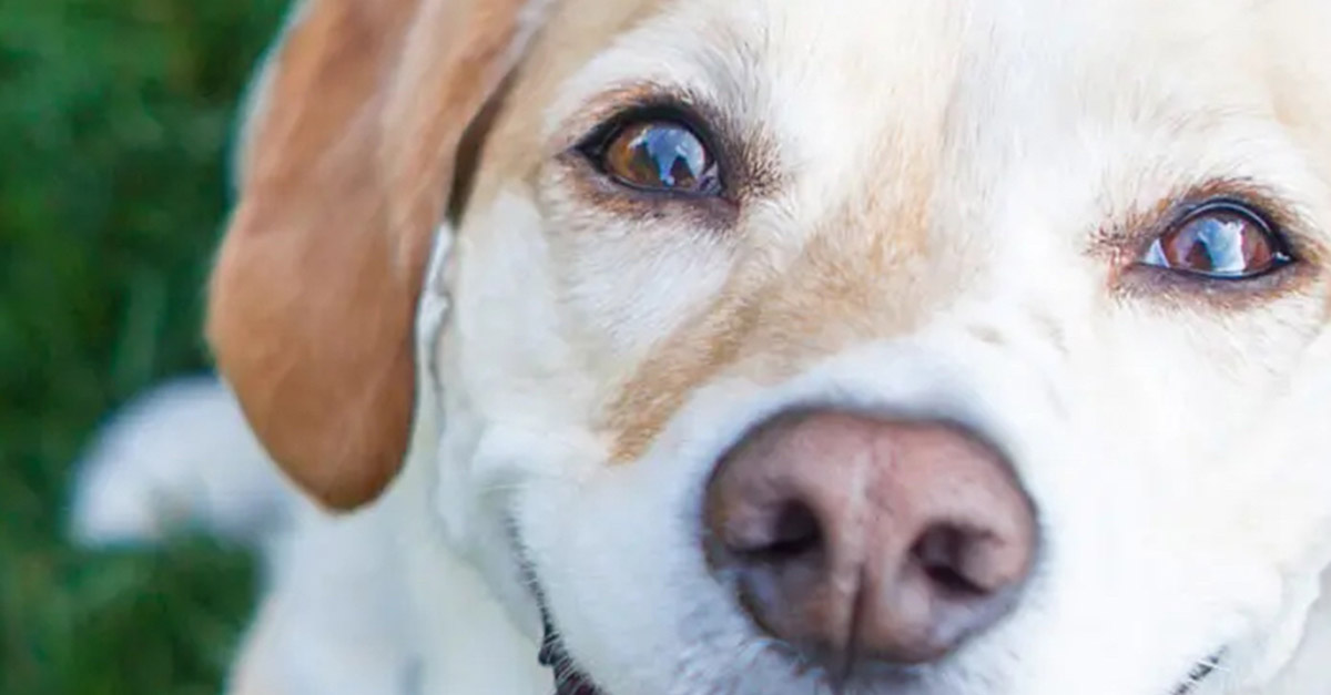 Discover Dog Images, Pictures, Photos - Shutterstock
