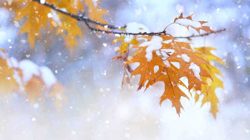 Snow Images, Pictures, Photos - Snow Photographs | Shutterstock