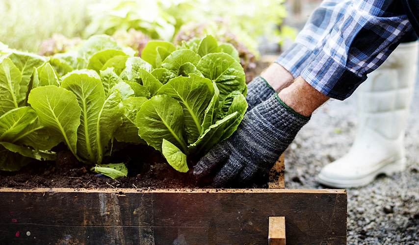 Summer Gardens Stock Photos, Royalty-Free Images and Vectors - Shutterstock