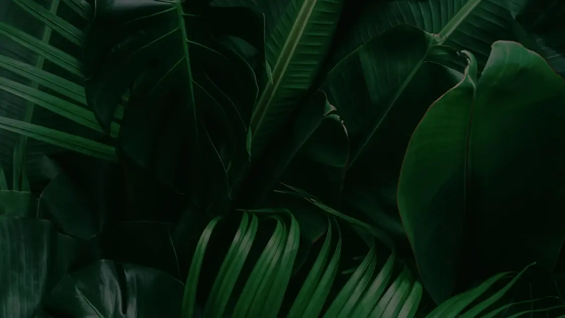 Afbeeldingen en foto‘s voor 'Dieren en dieren in het wild' - Foto‘s ...